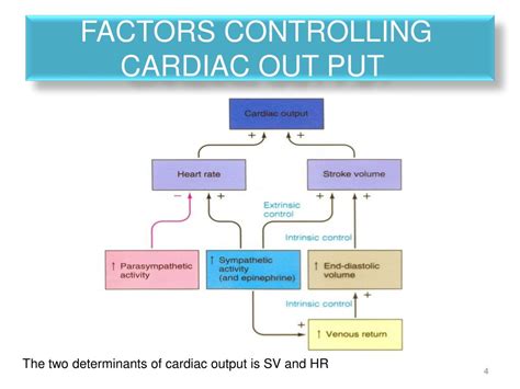 Ppt Cardiac Output And Venous Return Powerpoint Presentation Free Download Id 2463430