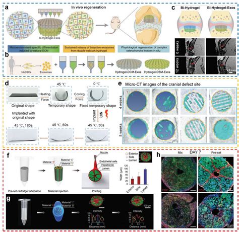 Multimaterial 3d And 4d Bioprinting For Tissue Fabrication A Download Scientific Diagram