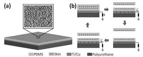 Schematic Images Showing A The Proposed Pdms Human Skin