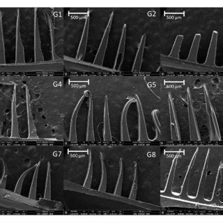 Micrographs Obtained By Optical Microscopy Showing The Structure Of The Download Scientific