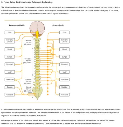 Solved 3 Focus Spinal Cord Injuries And Autonomic