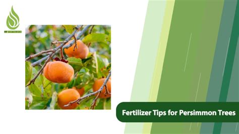 Requirements And Fertilizer Tips For Persimmon Trees