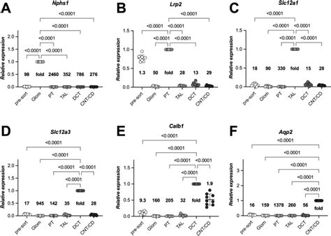 Validation Of Sorted Nephron Segments From Mice By Mrna Expression Download Scientific Diagram