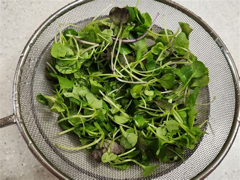 햄버거 미니버거 모닝빵 햄버거 만들기 수제버거 패티 함박스테이크 만들기 대파크림치즈 만들기