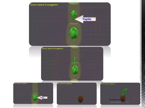 Sexual Reproduction Of Spirogyra Pptx