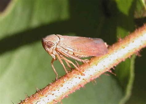 Brown Leafhopper Alotartessus Iambe