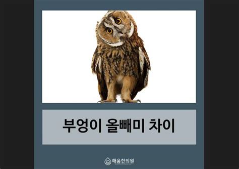 부엉이 올빼미 차이 어떻게 구별할 수 있을까 네이버 블로그