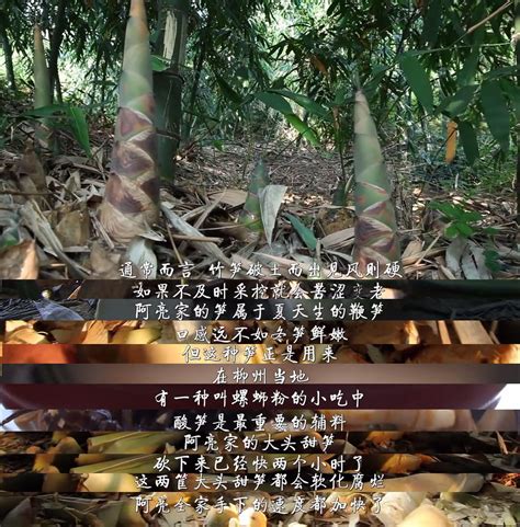 试吃33种螺蛳粉居委会大妈正在砸我家门 知乎