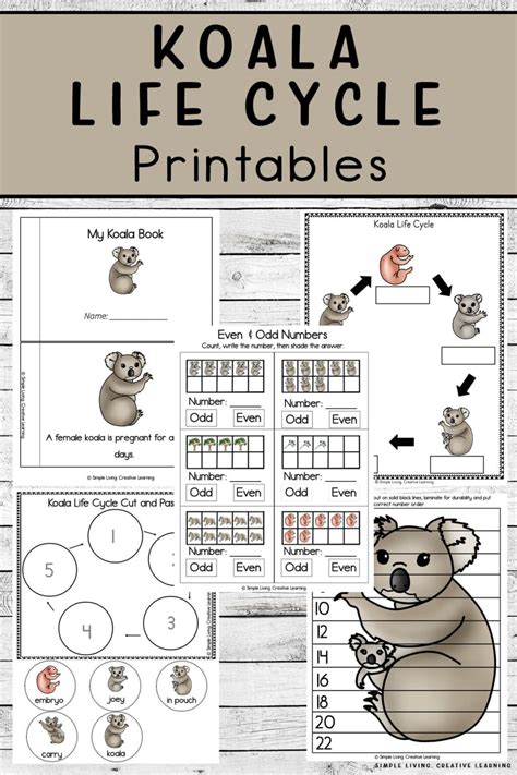 Koala Life Cycle Printables Simple Living Creative Learning