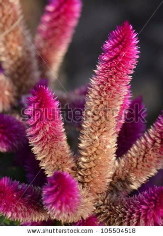 Spikey Fuzzy Pink Flowers