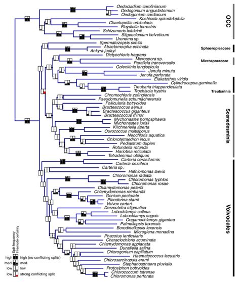 Bayesian Consensus Tree From Figure 2a Showing Proportion Of Merged