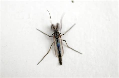 Dont Hate On Midges Theyre Productive Members Of Natures Society