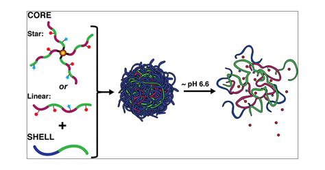 Impact Of The Core Architecture Of Dual Ph Responsive Polymer Nanoparticles On Intracellular