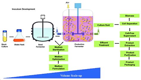 Schematic Representation Of Fermentation Process Download Scientific Diagram