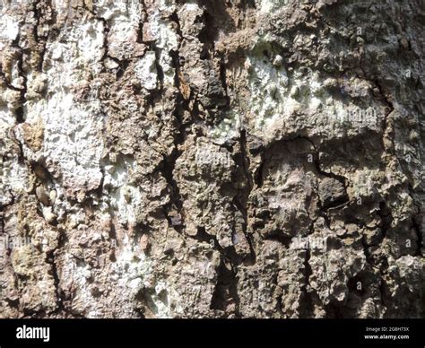 Closeup Of A Tree Trunk With White Patches On It Texture Of Tree Bark Stock Photo Alamy