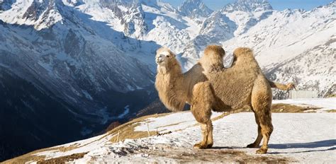 Bactrian Camel Characteristics Diet Facts And More [fact Sheet]