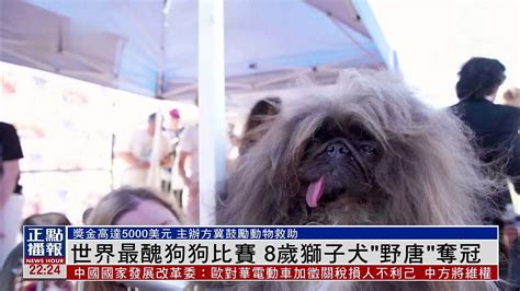 世界最丑狗狗比赛 8岁狮子犬“野唐”夺冠 凤凰网视频 凤凰网