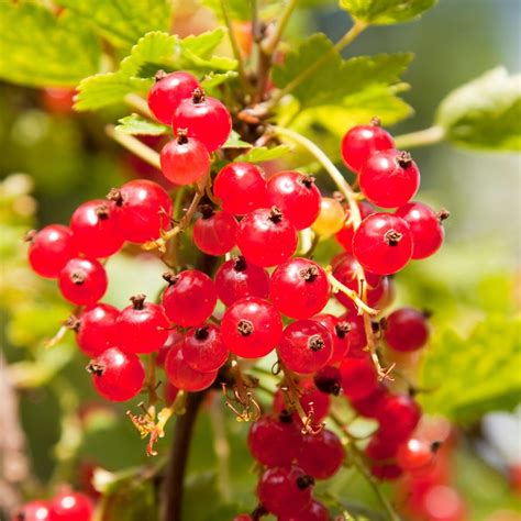 Red Currant Bush Live Plant Well Rooted 1 Year Bare Root