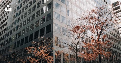 나무 옆에 창문이 많은 고층 건물 사진 Unsplash의 무료 뉴욕시 이미지