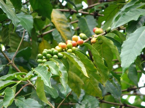 Coffea arabica (Arabian Coffee, Coffee Plant) | North Carolina ...