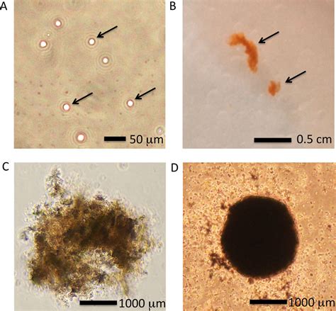 Visual Analysis Of Sponge Cells A Freshly Thawed Viable Sponge Cells