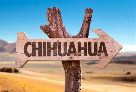 What Are Chihuahuas Descended From