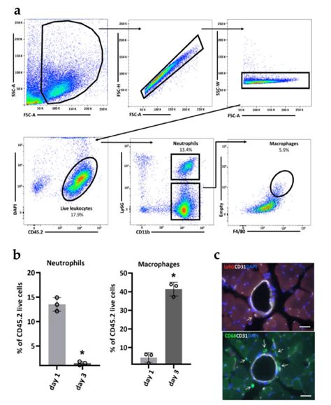 Gating Strategy Of Flow Cytometry And Immunohistological Analyses A Download Scientific