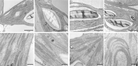 Thylakoid Ultrastructure Representative Transmission Electron