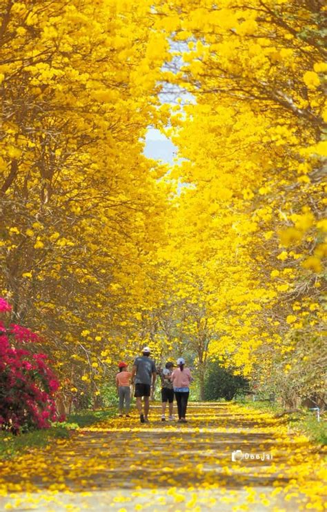 น่านน่าเที่ยว 🌼🌼🌼🌼 ดอกเหลืองอินเดีย ผลิบาน สวยงาม