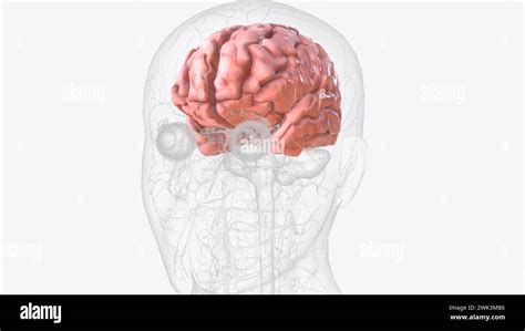 The Cerebral Cortex Also Known As The Cerebral Mantle Is The Outer