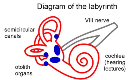 10 Sensorimotor Integration Flashcards Quizlet