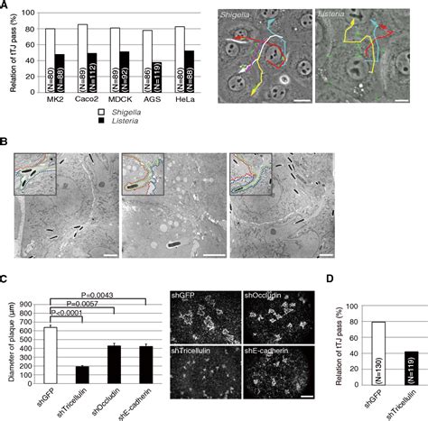 Figure 1 From Shigella Targets Epithelial Tricellular Junctions And