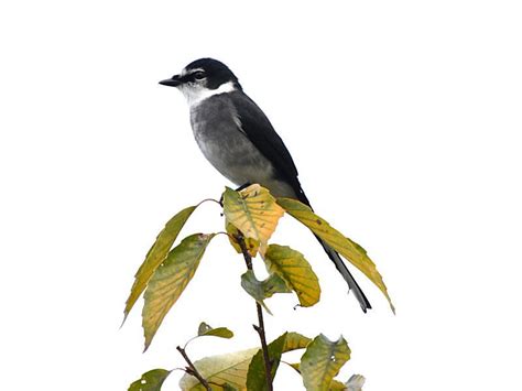 リュウキュウサンショウクイ成鳥12