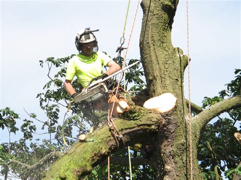 Dismantling CMS Tree Services