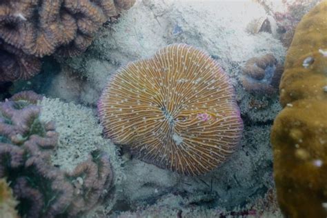 The 6 Most Important Decomposers In The Ocean A Z Animals