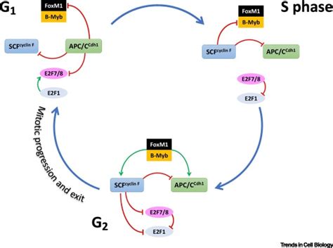 Complex Cartography Regulation Of E2f Transcription Factors By Cyclin F And Ubiquitin Trends