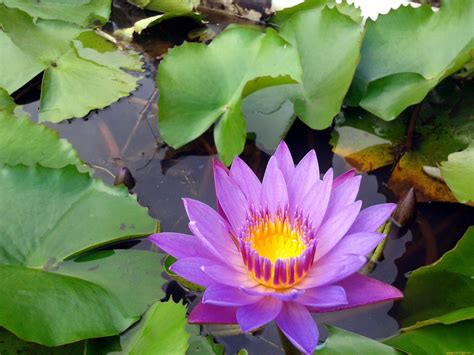 Обои Цветы Лилии водяные нимфеи кувшинки обои для рабочего стола фотографии цветы лилии