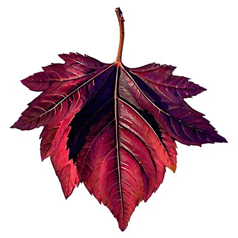 Download Red Fall Foliage Leaf Png 05252024