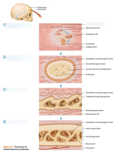 Intramembranous Ossification Fetal Skull