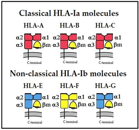 Cell Surface B2m Free Human Leukocyte Antigen Hla Monomers And Dimers