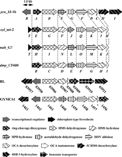 Organizations Of The Gene Clusters Involved In The Pca 2 3 Cleavage