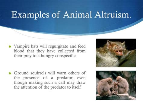 Ppt Altruism Powerpoint Presentation Id2188886