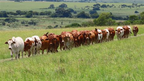 Ooskus Boran 2021 Boran Group Youtube