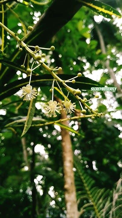 පිපුණු ක්‍රෝටන් මල් වල පැණි බොන්න ඇවිත් එයාලා 🌟 Nature සොබාදහම Flowers Youtube