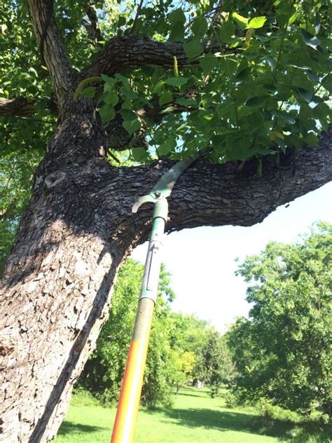 Tree Pruning Techniques Texas Tree Team Houston Tree Service Consulting Arborists