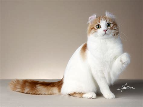 Lamerican Curl Le Chat De Race Aux Orreilles Retournées