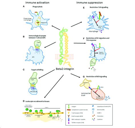 The Main Roles Of Beta2 Integrins In Immune Activation And Download Scientific Diagram