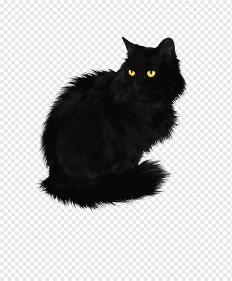 Long Hair Cat Black