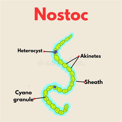 Diagrama Nostoc