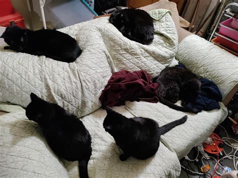 Void Cat Meme R Voidcats